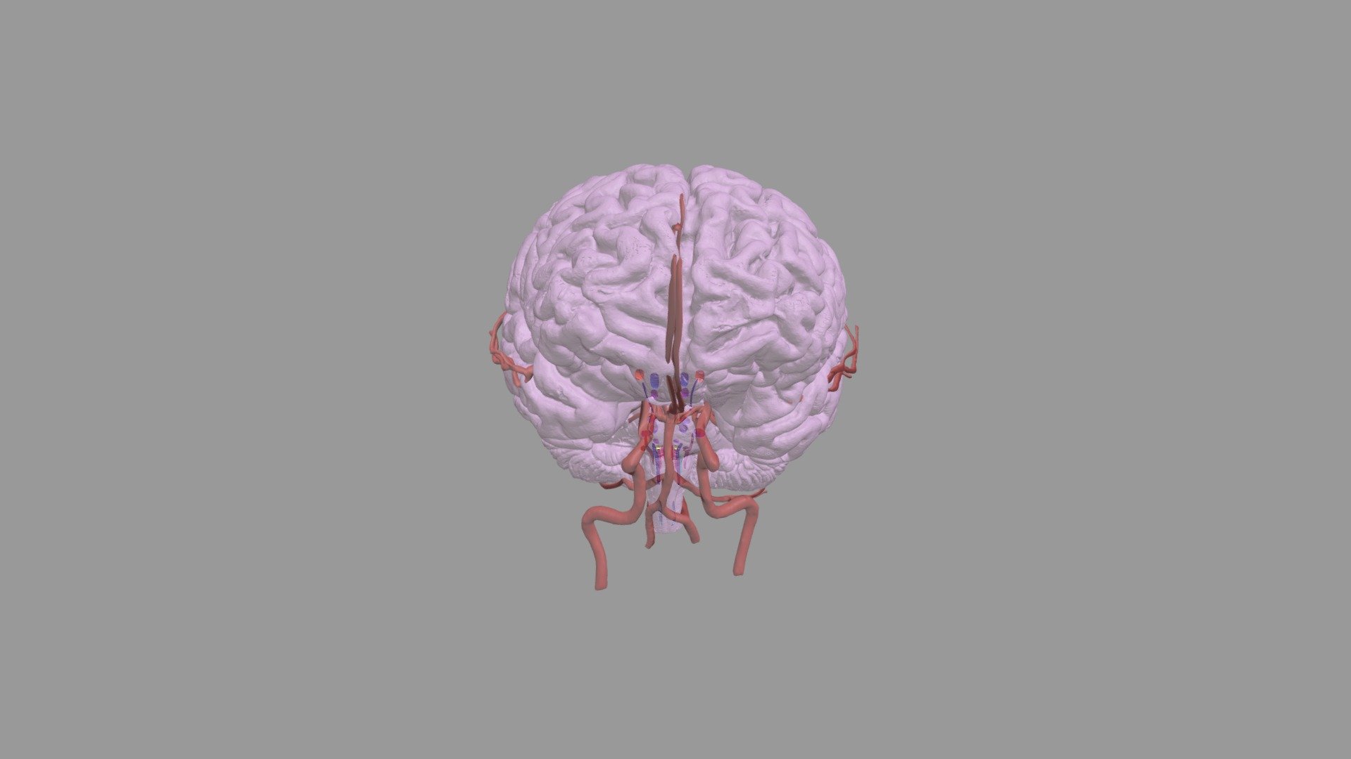 Brainstem Nuclei with Cerebral Vasculature - 3D model by CU Modern Human Anatomy Program ...