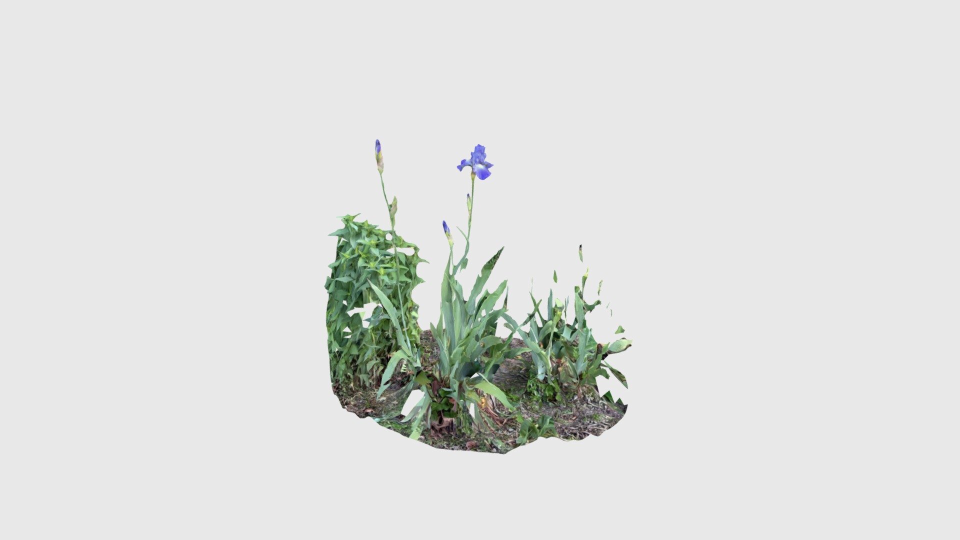Blue iris - Download Free 3D model by John Shuck (@jggraver) [90765ca ...