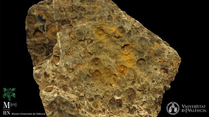 Crinoid 3D models - Sketchfab