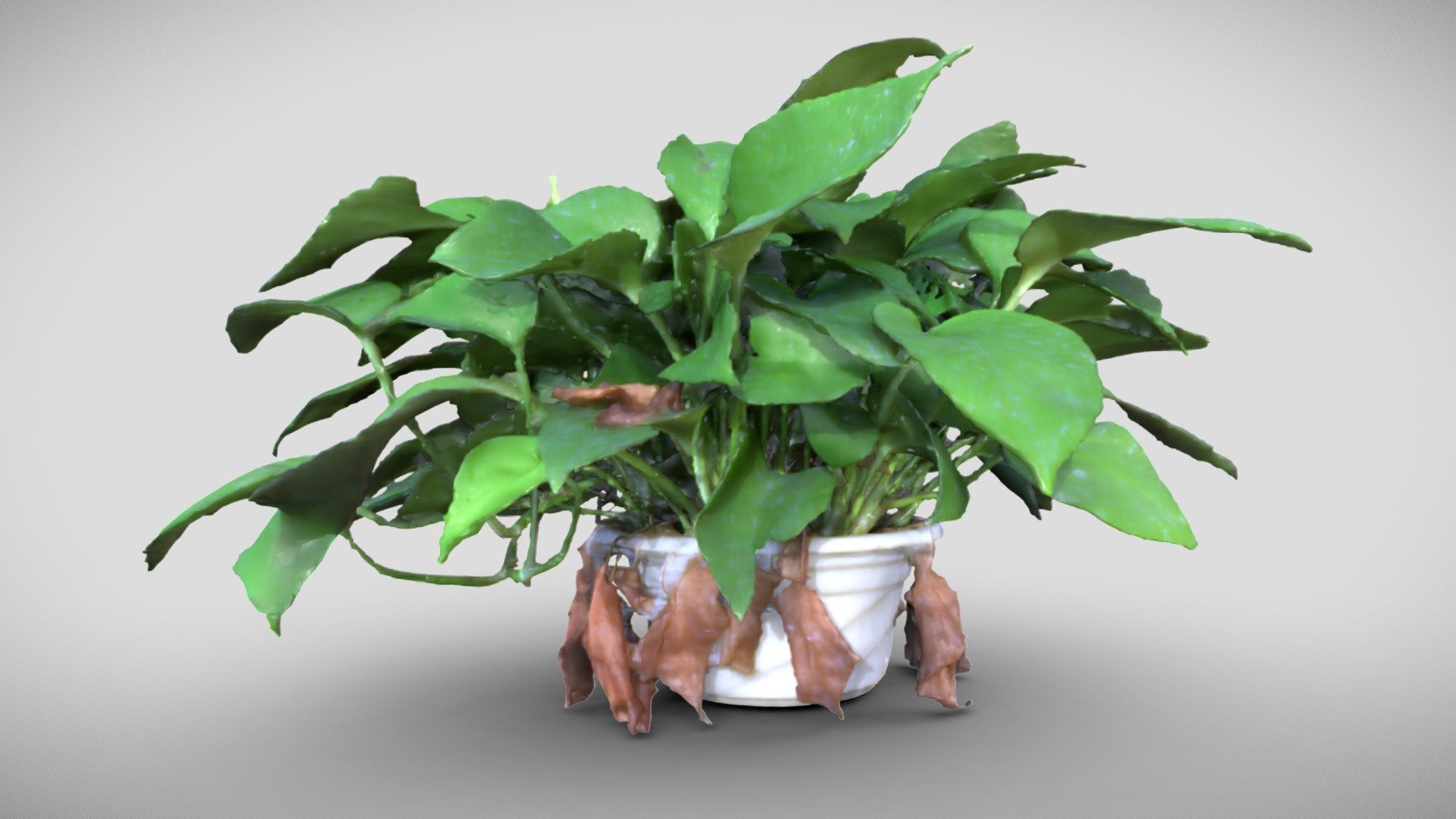 Photogrammetry Shadowless Plant - Download Free 3D model by Old Media ...