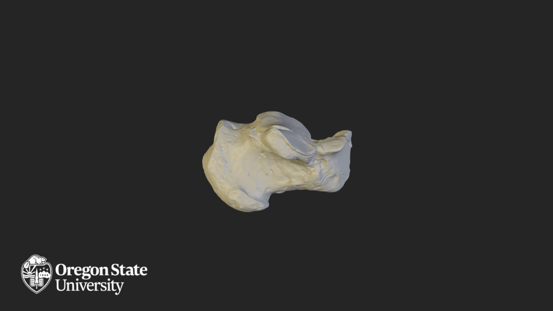 Calcaneus - Download Free 3D model by Oregon State University | Ecampus ...