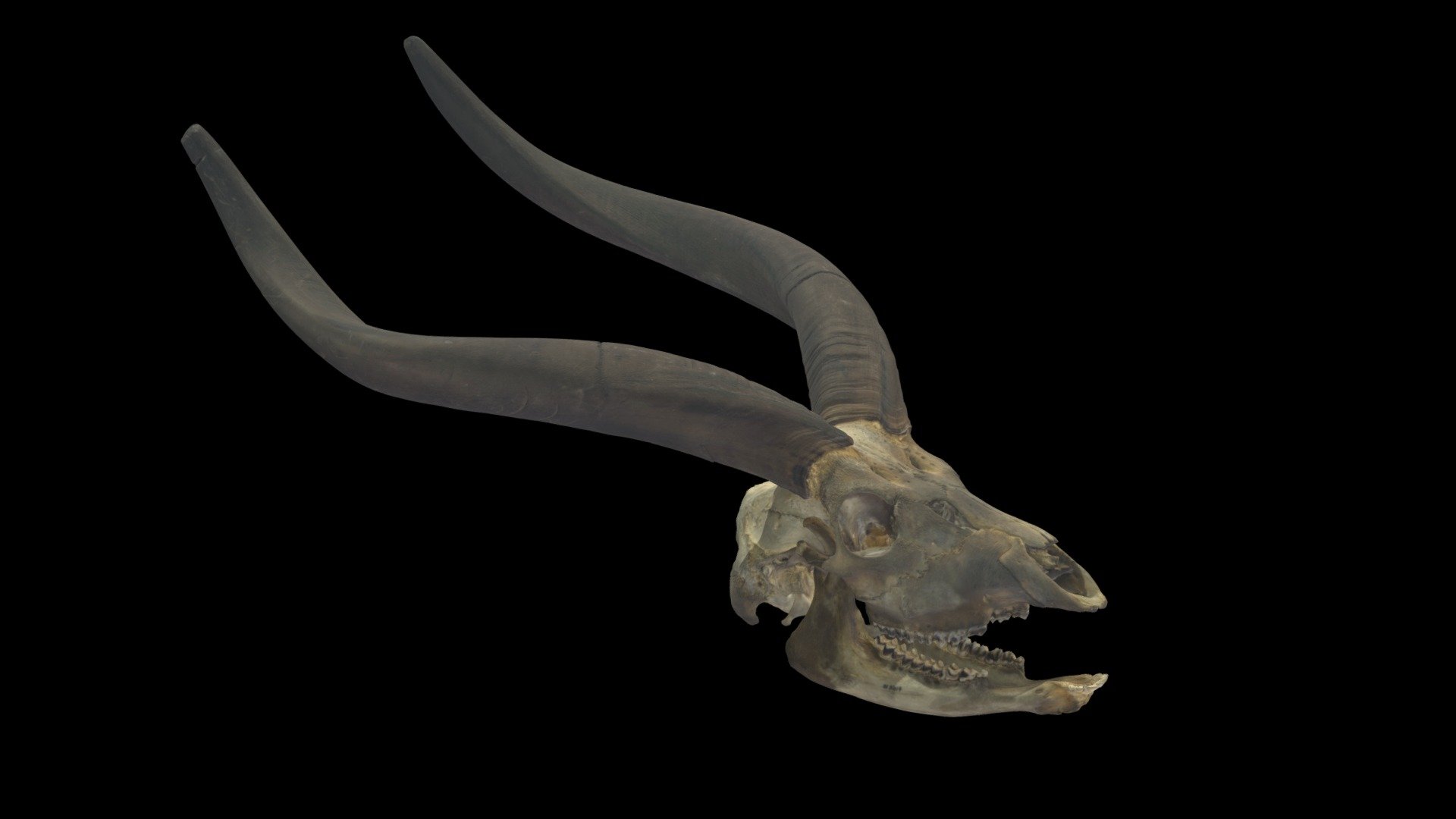 Sitatunga Skull - 3D model by Blackburn Lab (@ufherps) [908b6be ...