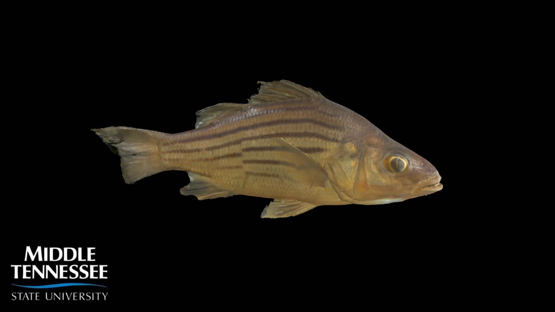 Yellow Bass - Morone mississippiensis - Download Free 3D model by ...