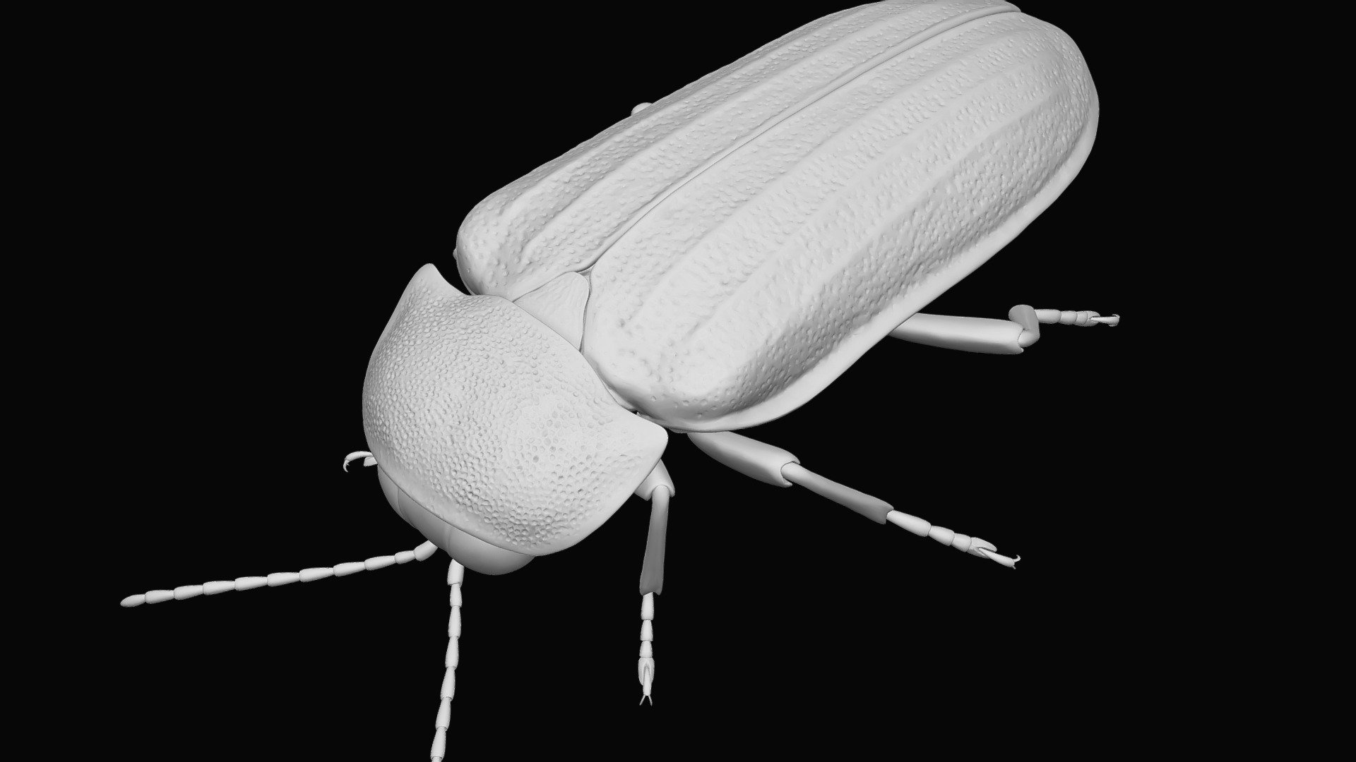 Aquatica lateralis - Download Free 3D model by tunosemi [909b08f ...