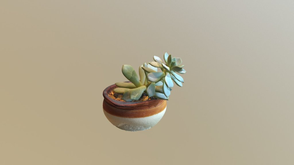 Succulent - Download Free 3D model by willmarshall [909c834] - Sketchfab