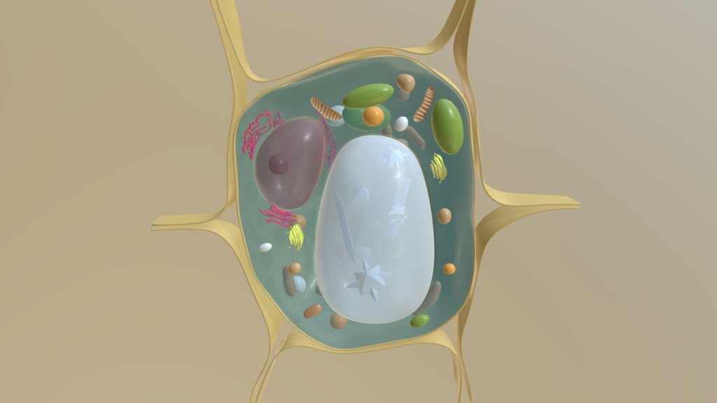 Plant Cell - 3D model by mekhack [909f138] - Sketchfab