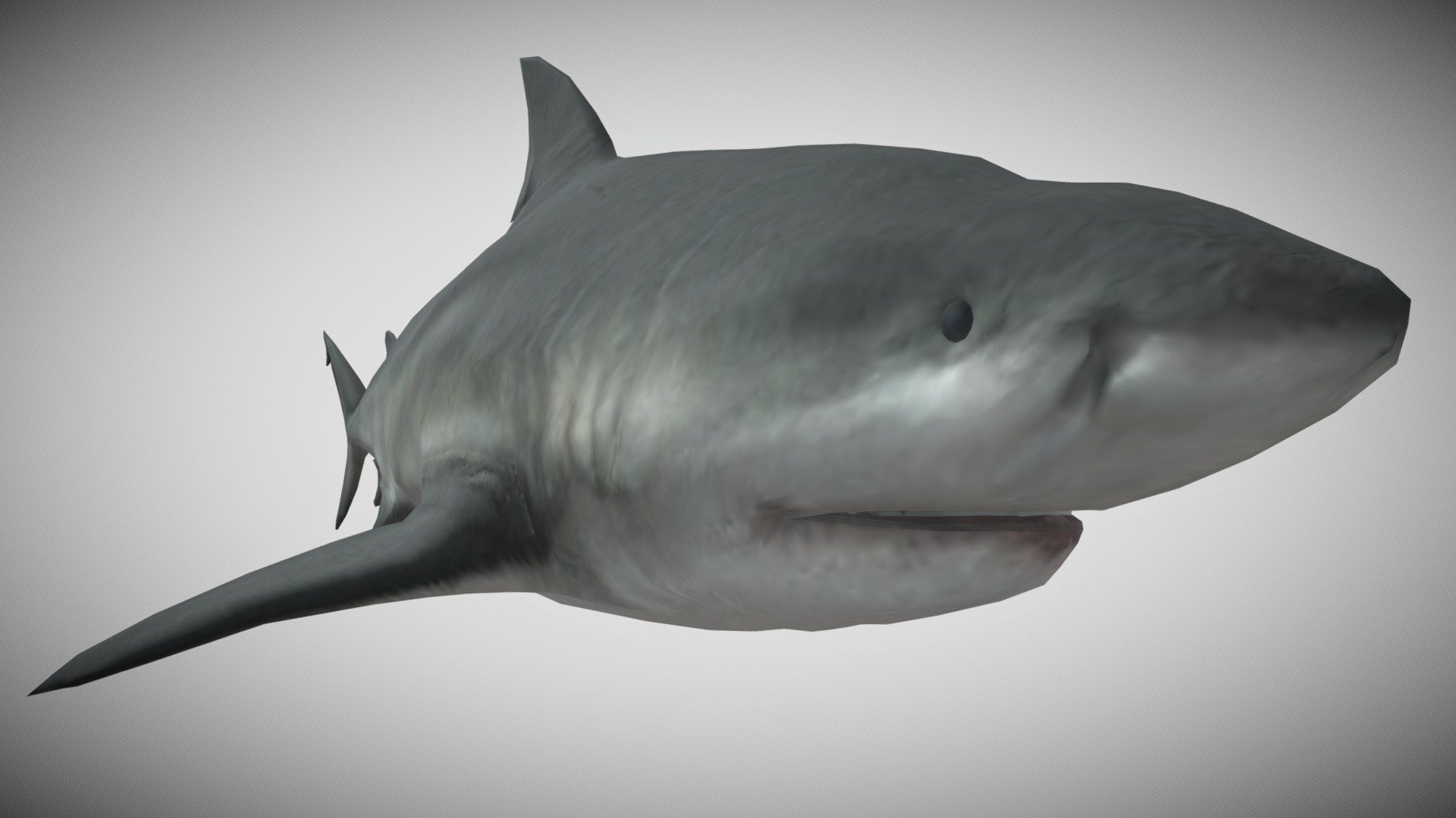 Great White Shark - 3D model by Sealife Fan 3 (@SealifeFan3) [90a8264 ...
