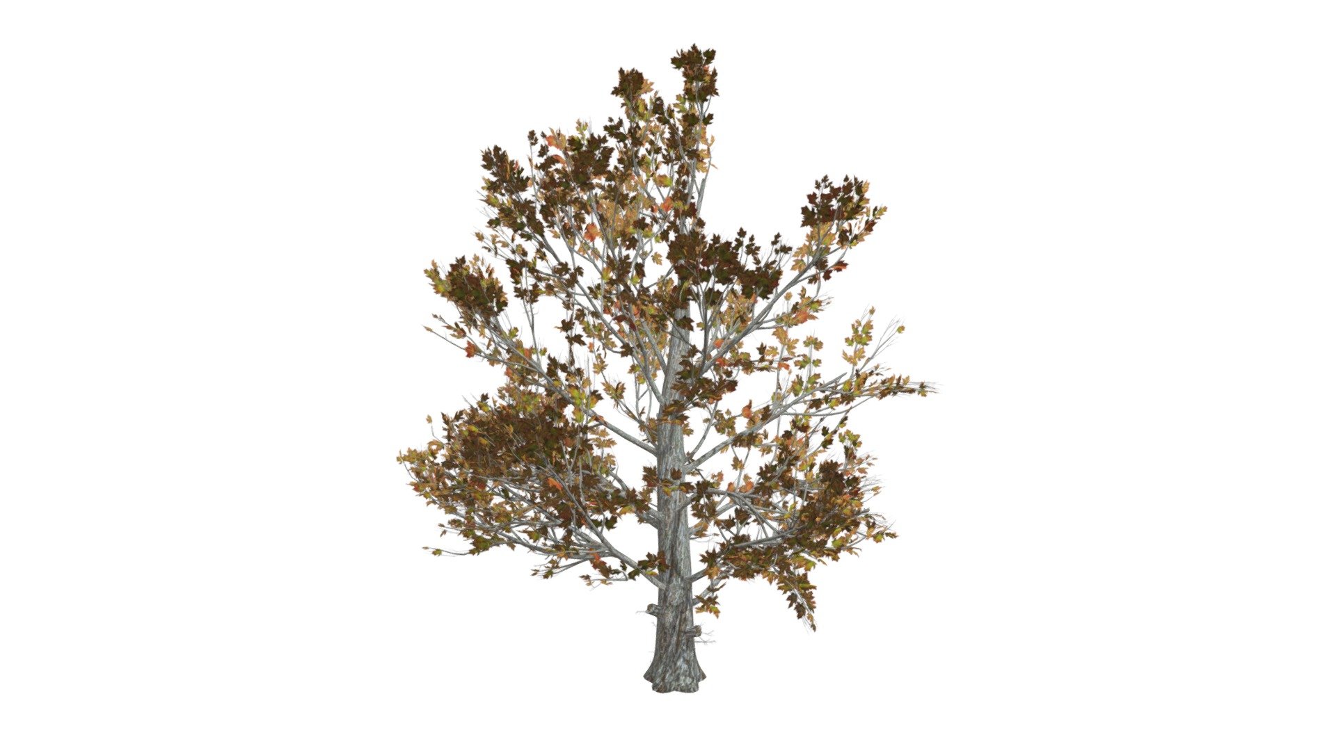 Sugar Maple Tree (Fall) #05 - Buy Royalty Free 3D model by meshshape ...