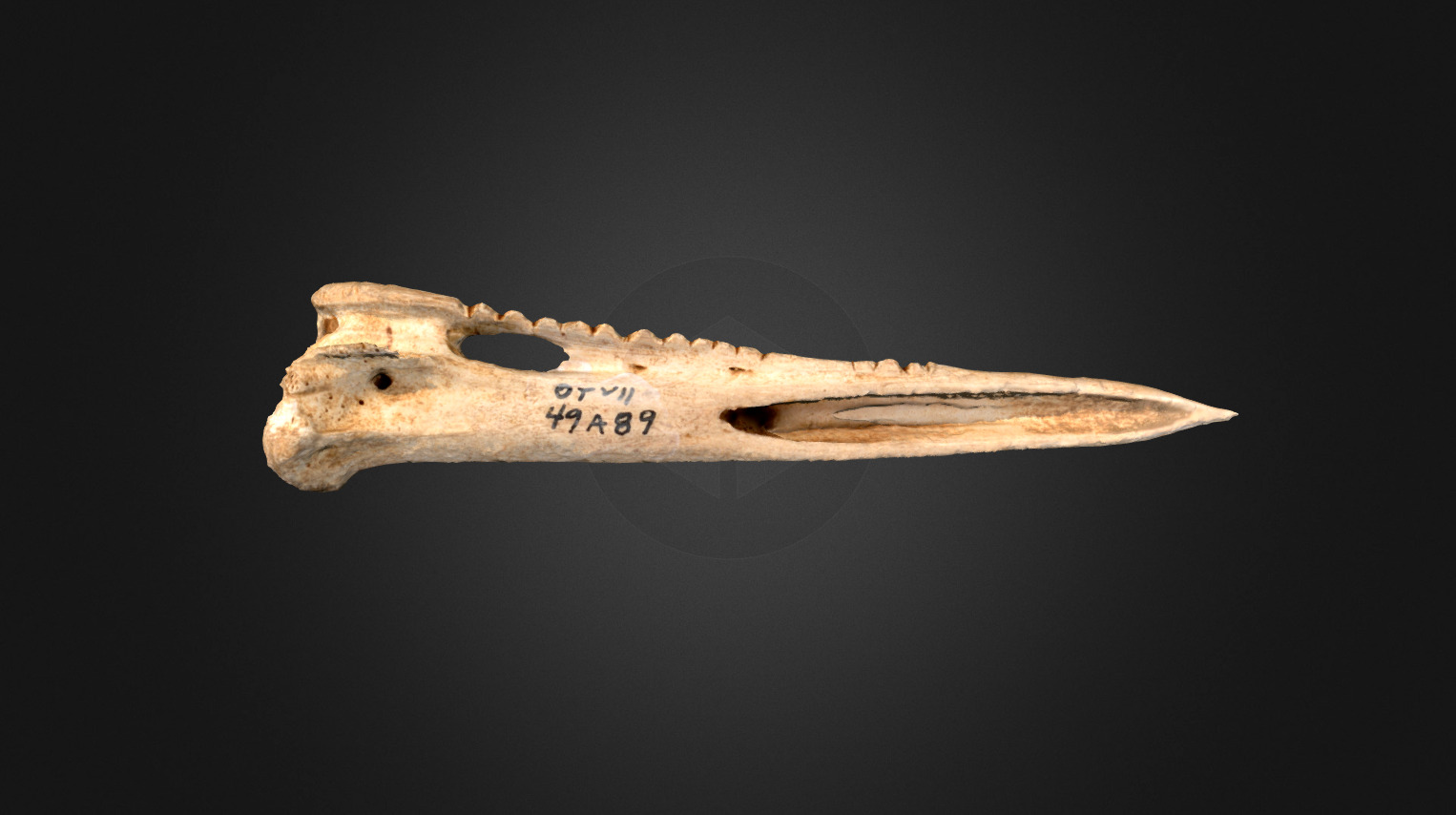 Notched Bone Awl (49a89) - Download Free 3D model by RLA Archaeology ...