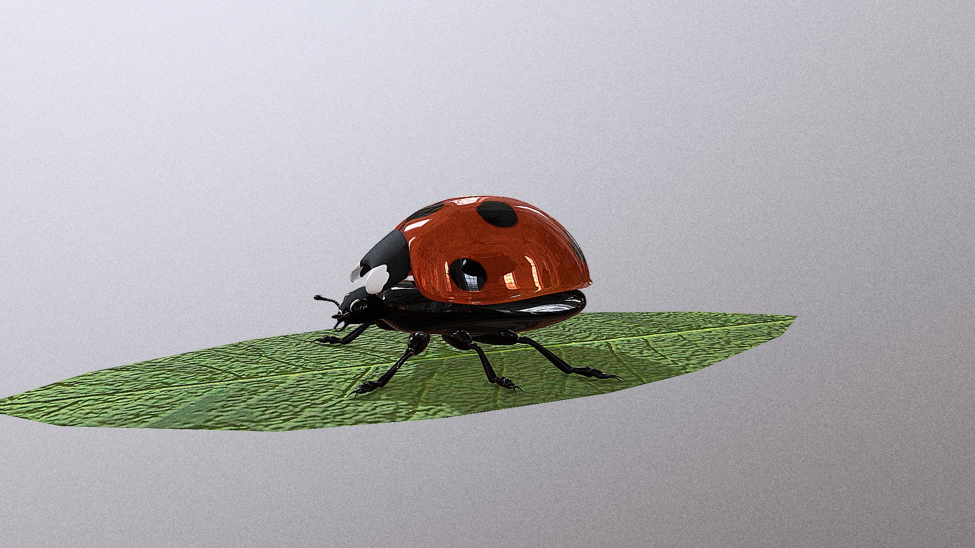 Ladybug- test - 3D model by Quantum_Fox (@Digitalacid) [90ac202 ...