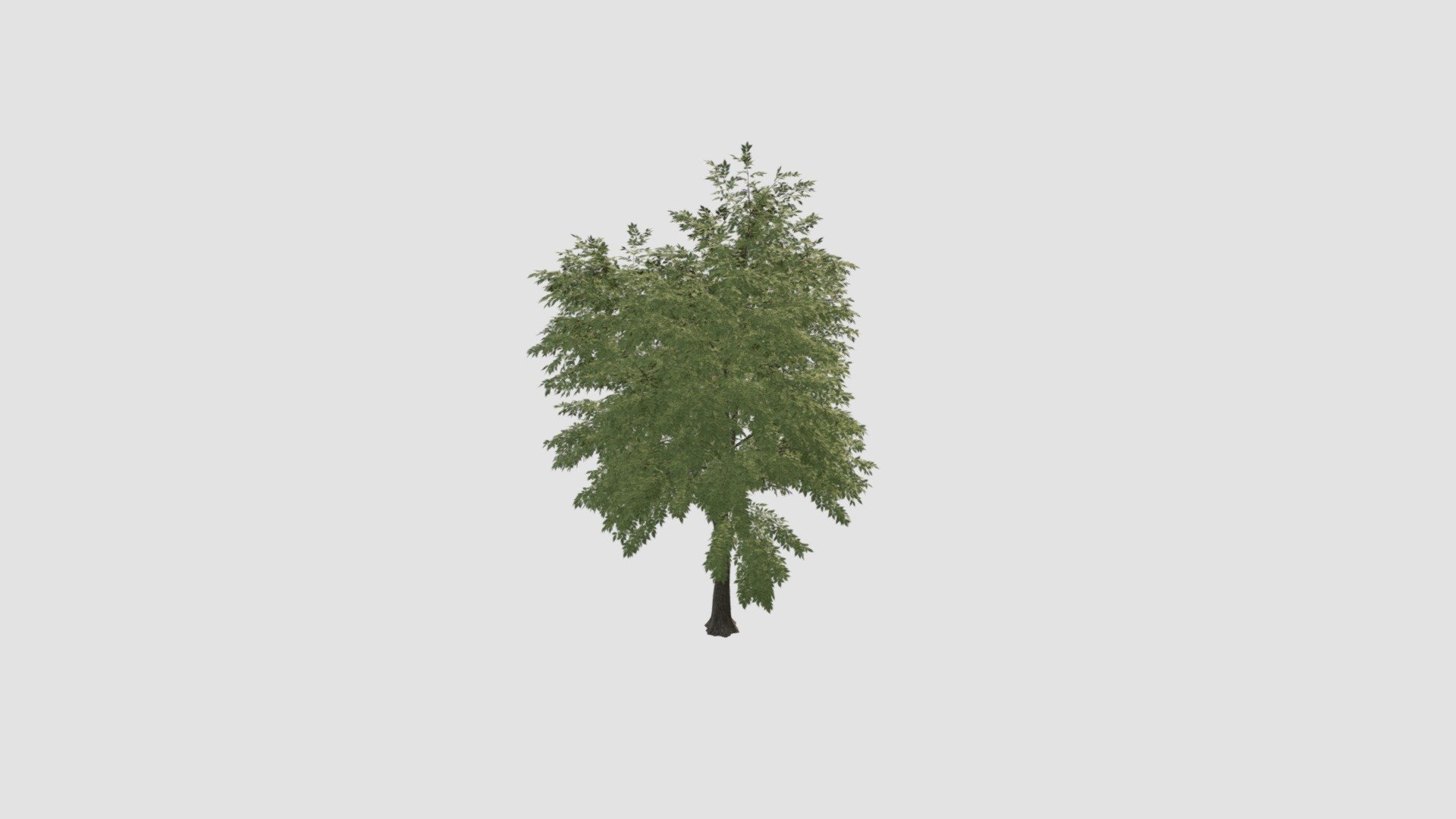 tree - Buy Royalty Free 3D model by Evermotion [90b23d7] - Sketchfab Store