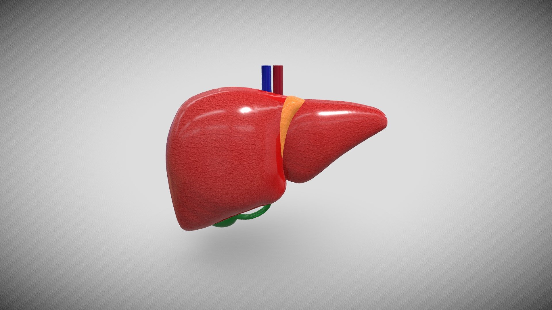 Liver 3D - Download Free 3D model by lookman85 [90b25a0] - Sketchfab