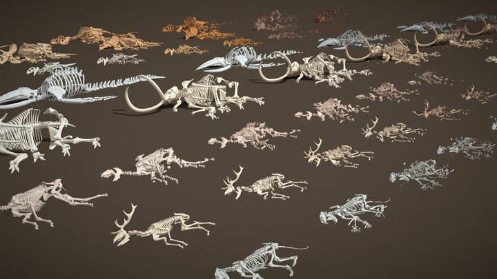 Skeleton 3D models - Sketchfab