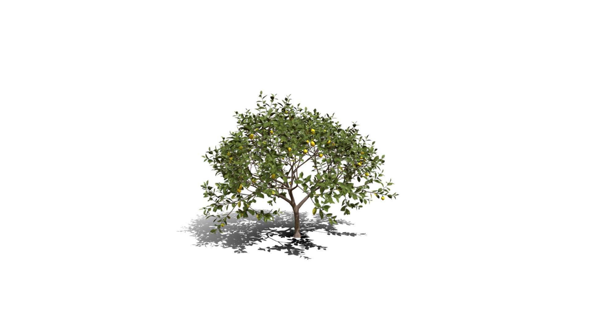 Realistic HD Lemon tree (16/30) - Download Free 3D model by ...