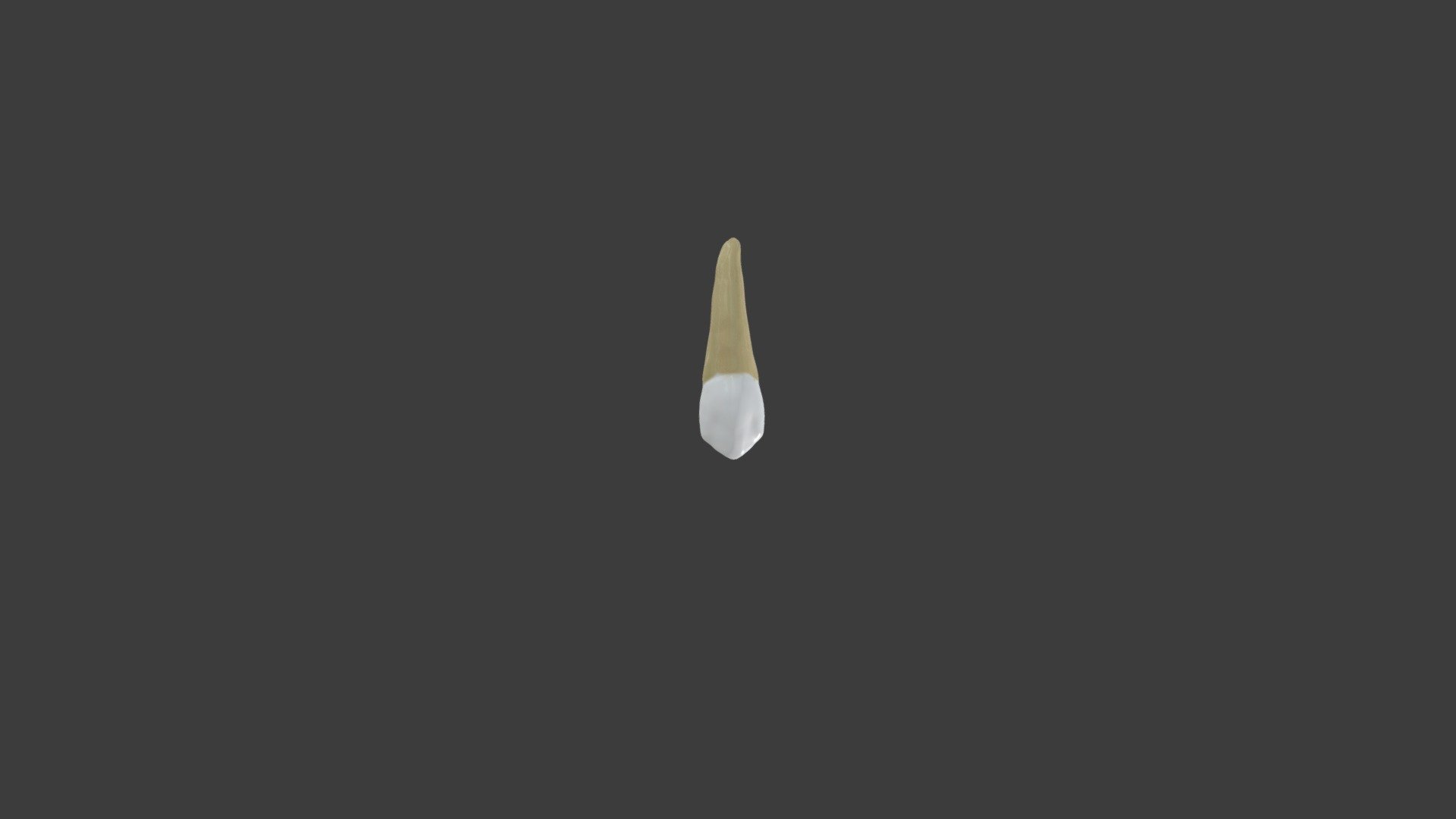 Maxillary First Premolar Left - 3D model by Ahmed Mahrous ...