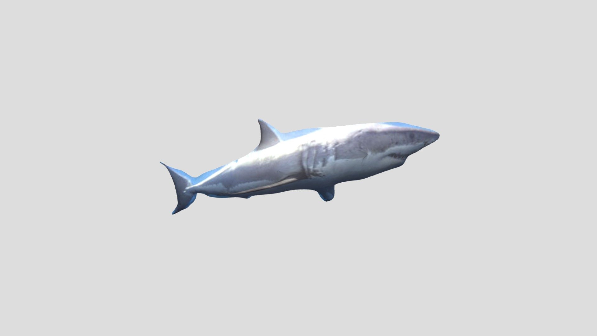 shark - 3D model by 410737109 [90c5fe7] - Sketchfab