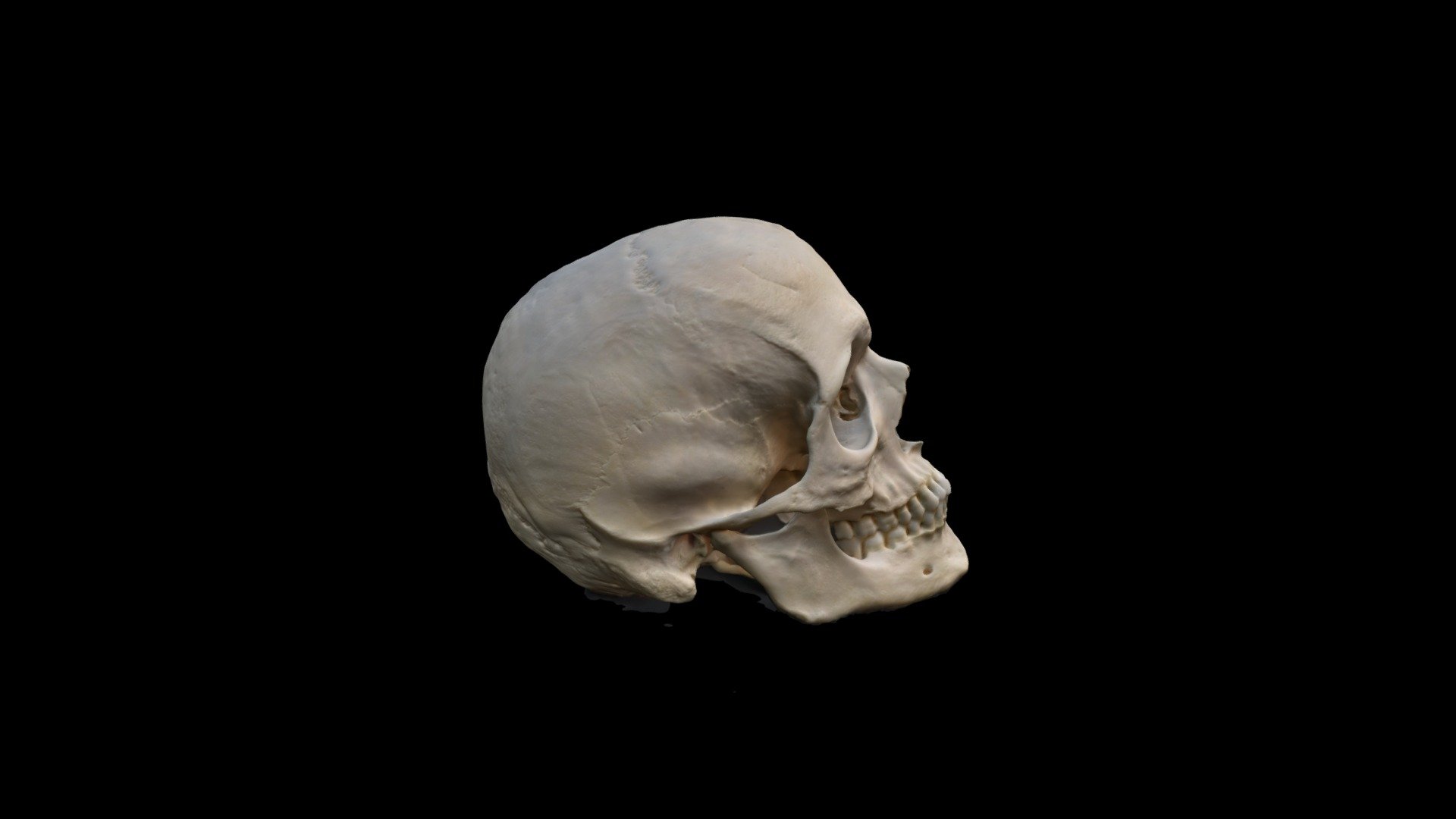 Dry skull - 3D model by Rhoton Neurosurgery&Otolaryngology Anatomy ...