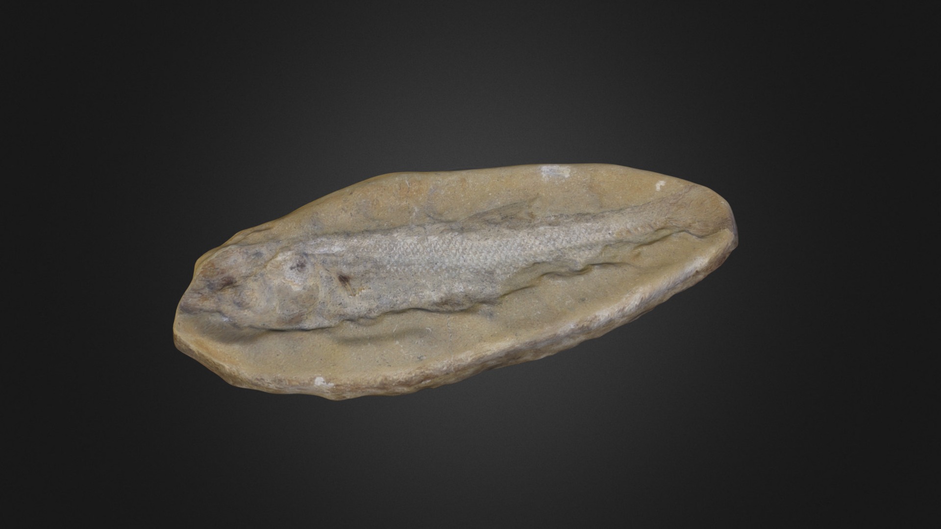 MOXOSTOMA FISH FOSSIL - 3D model by 3D Fossils (@conqueror78) [90cc78d ...