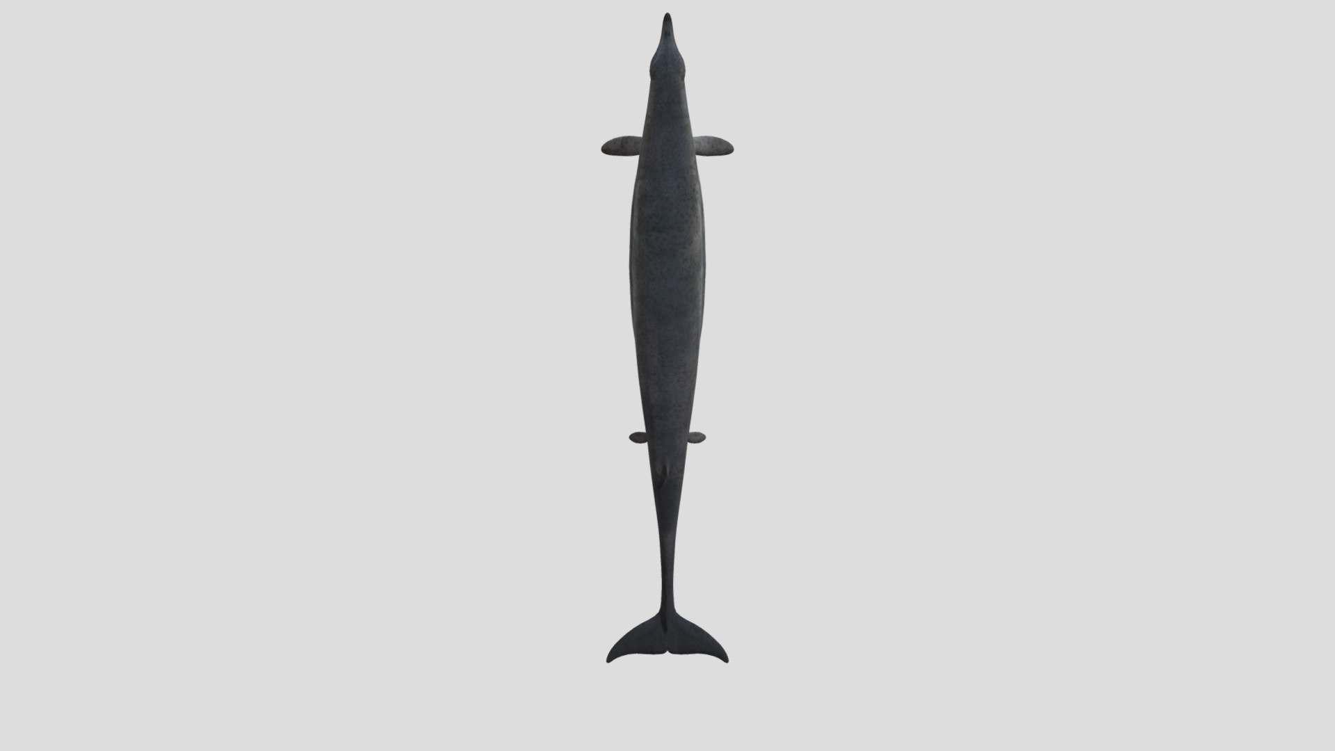 Basilosaurus Cetoides - Download Free 3D model by Rainbow Yoshi Gun ...
