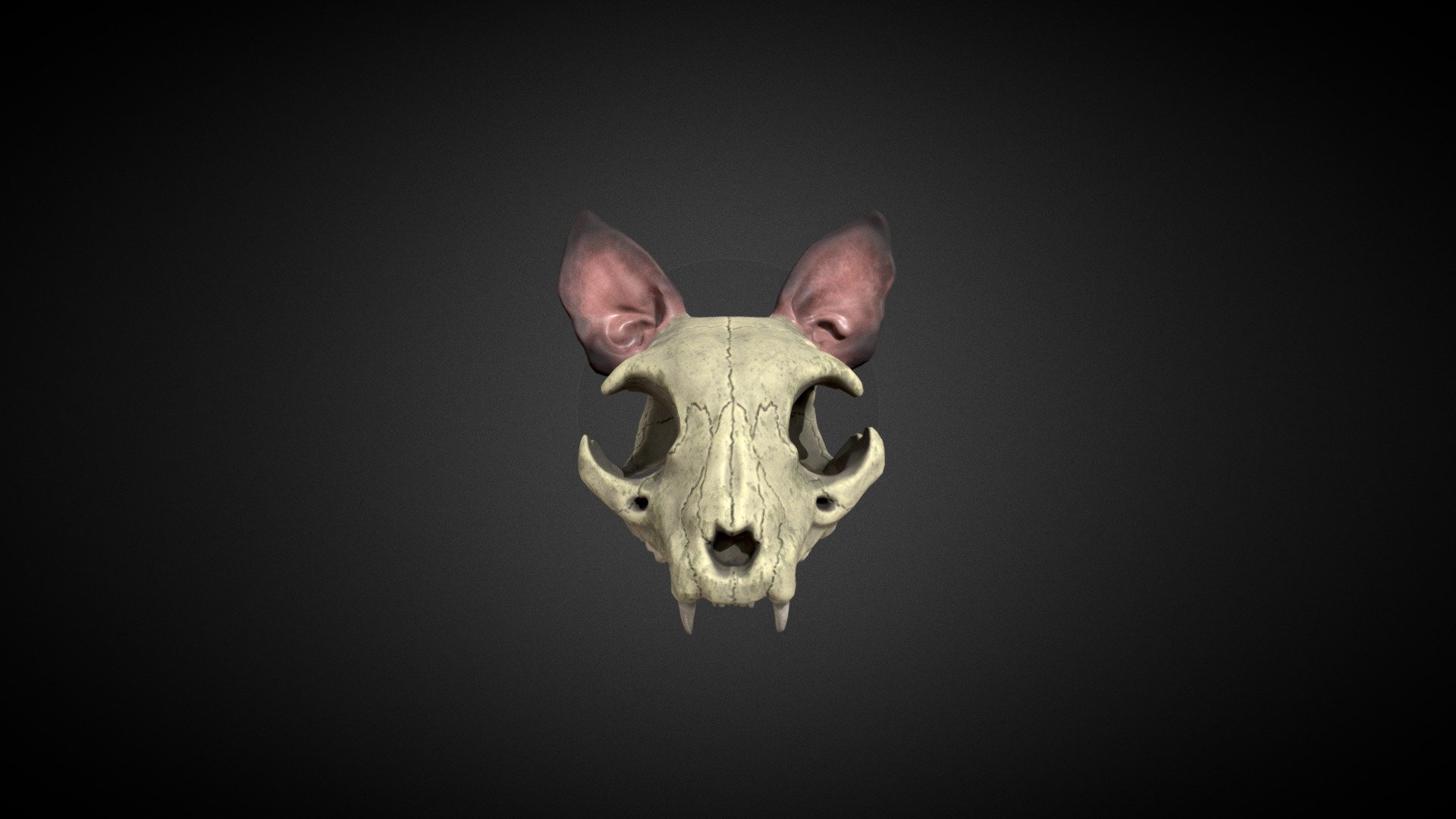 Cat Skull - 3D model by Akilihin [90da639] - Sketchfab