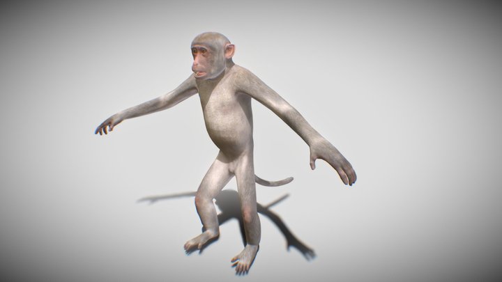 Monkeys 3D models - Sketchfab