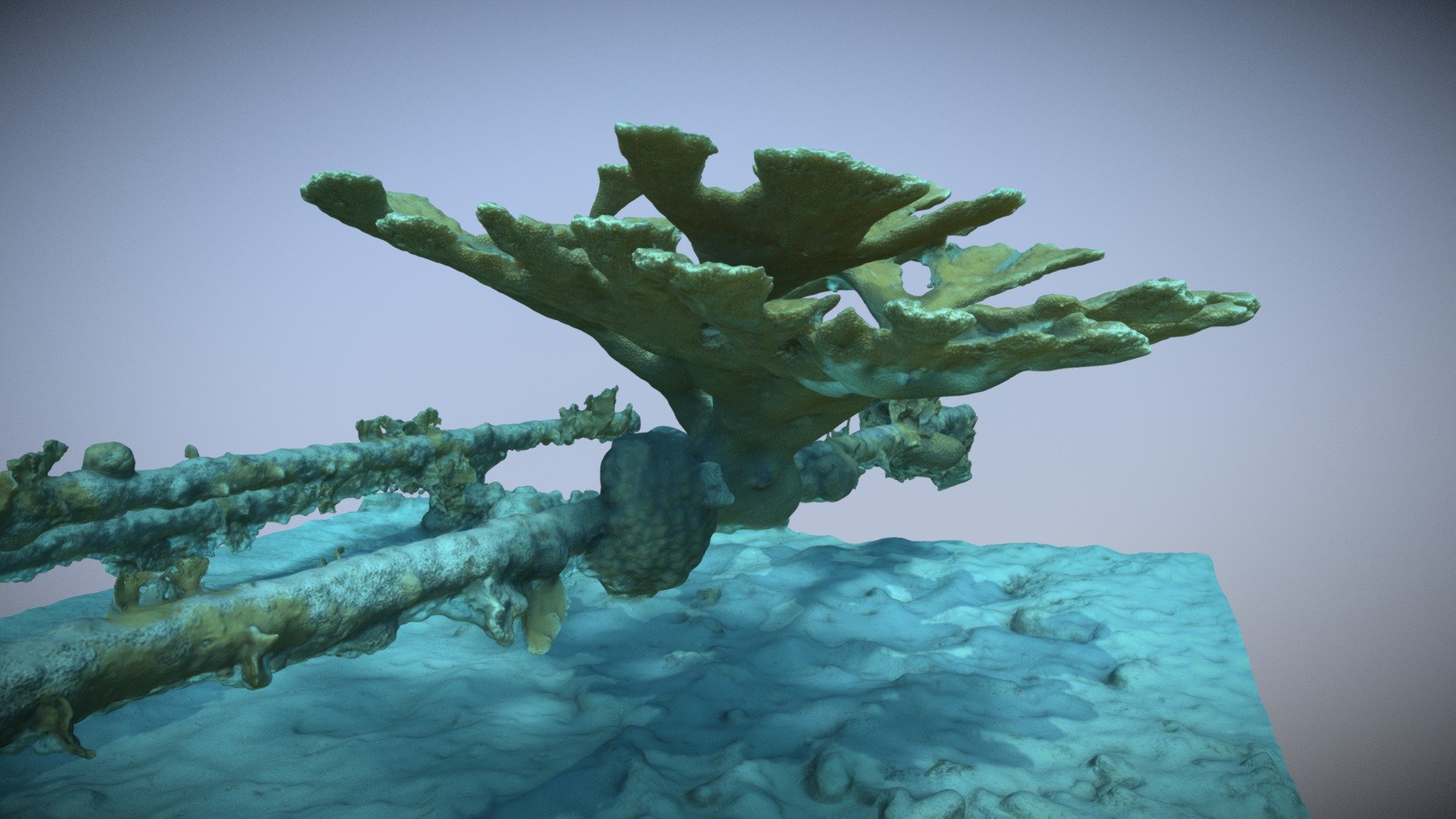Acropora palmata 01 - Download Free 3D model by California Academy of ...