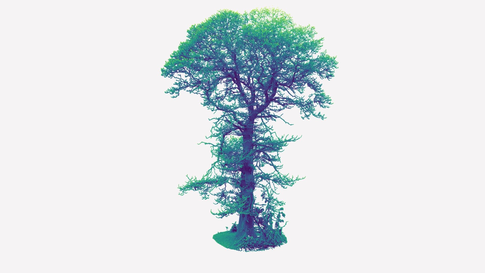Wereldboom "Stille Reus" - 3D model by Q-ForestLab (Ghent University) (@CAVElab_UGent) [90eb1a6 ...