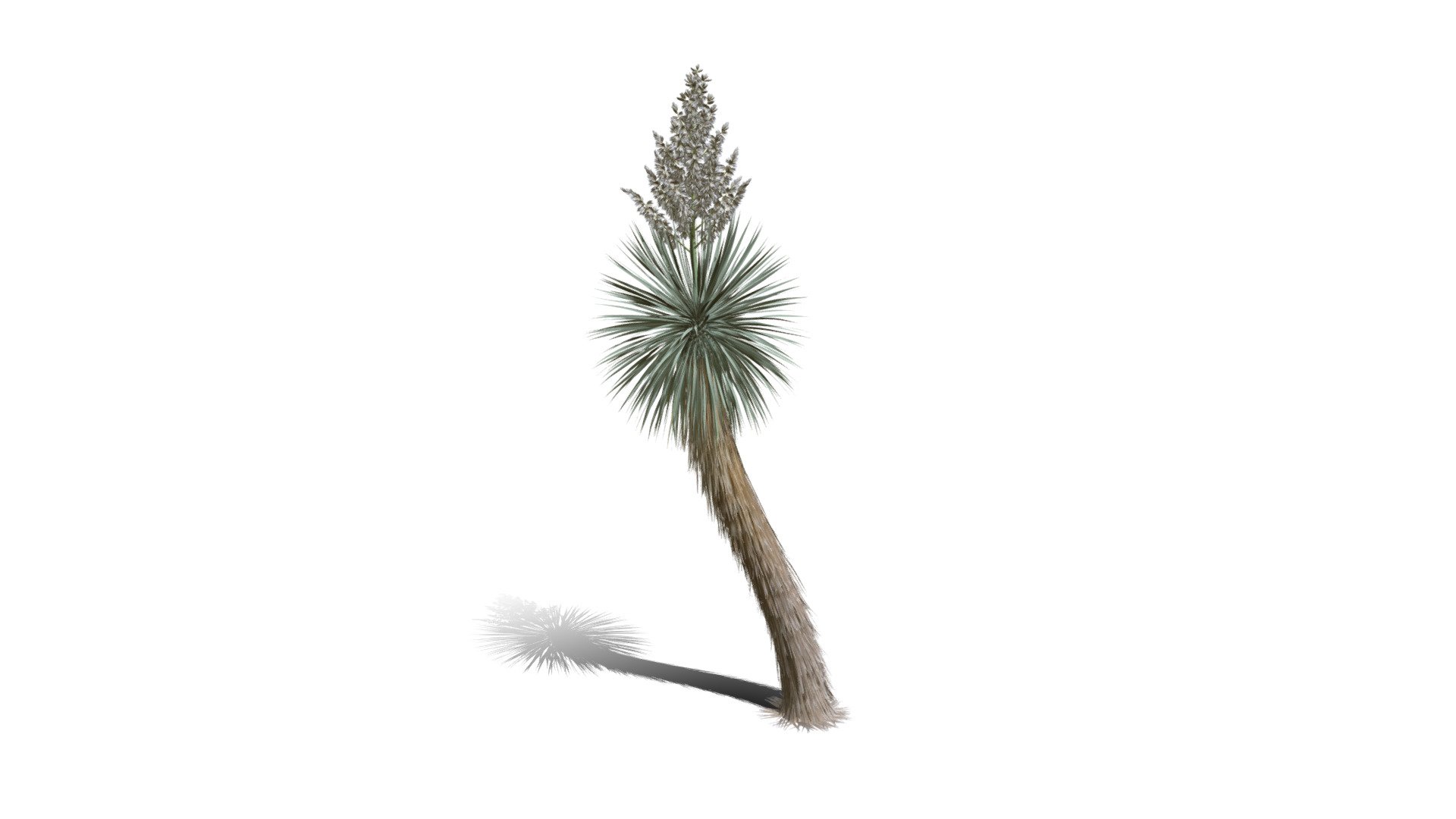Realistic HD Beaked yucca (9/30) - Buy Royalty Free 3D model by ...