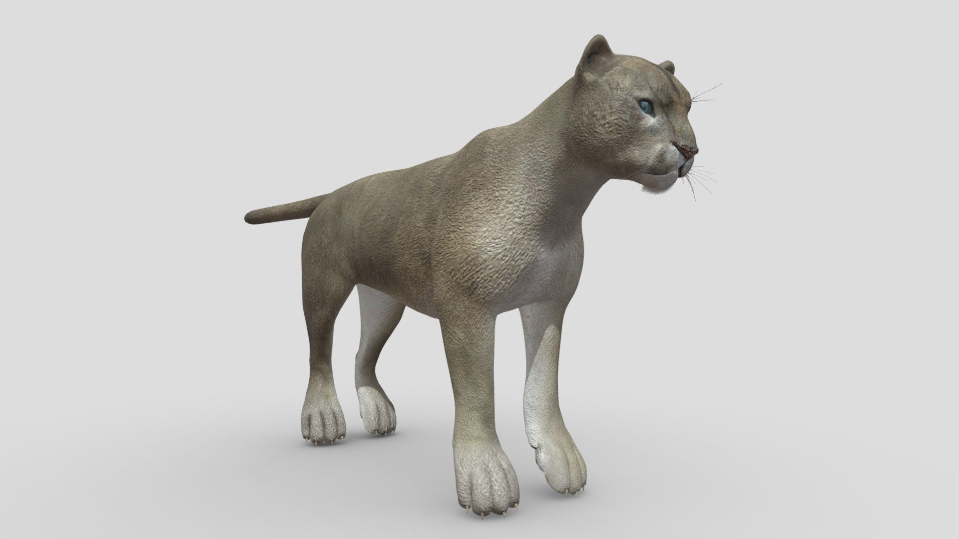 Puma Gray - Download Free 3D model by 1225659838@qq.com (@Novaky ...