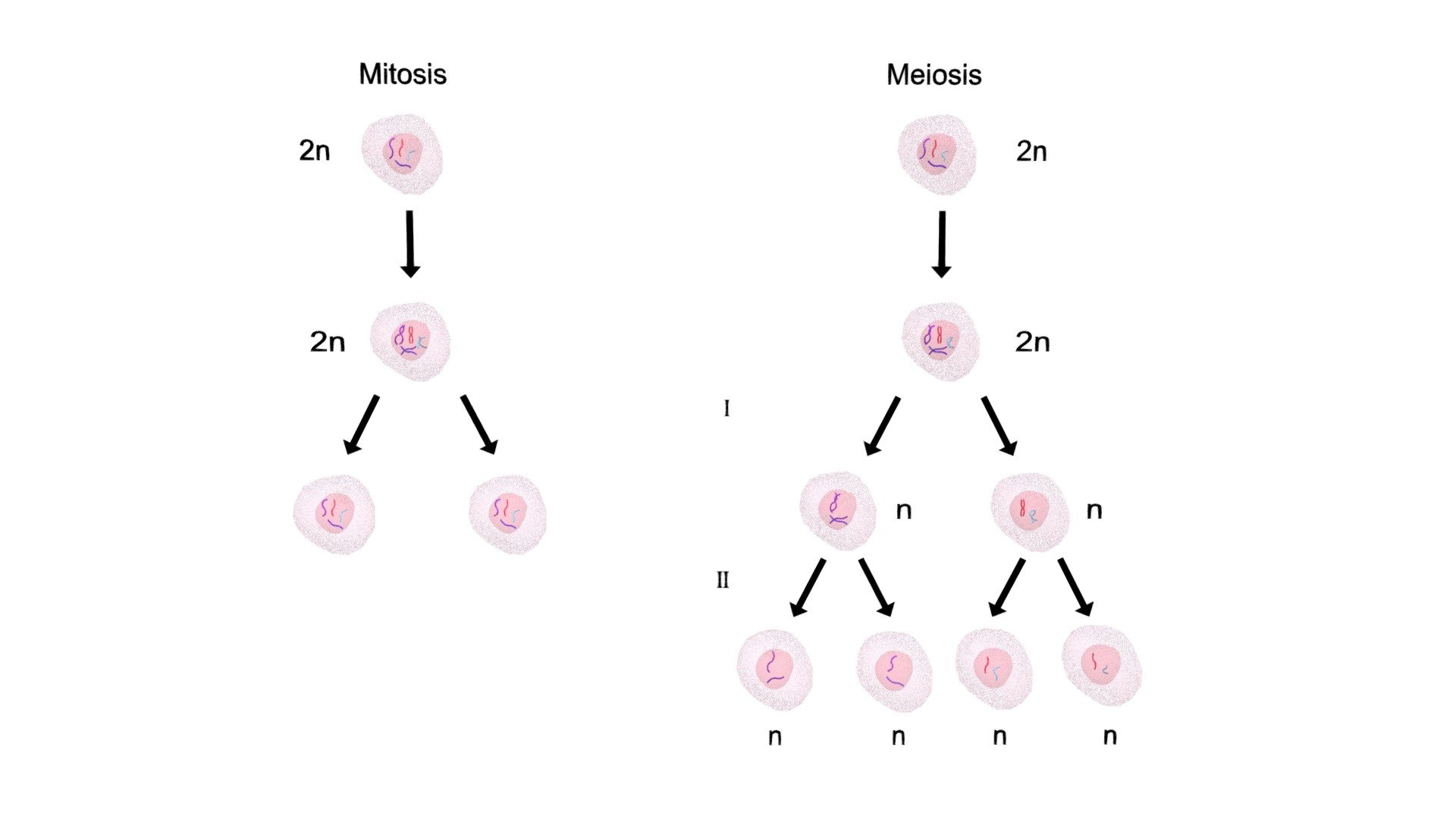 Mitosis versus meiosis - Buy Royalty Free 3D model by arloopa [90f80ad ...