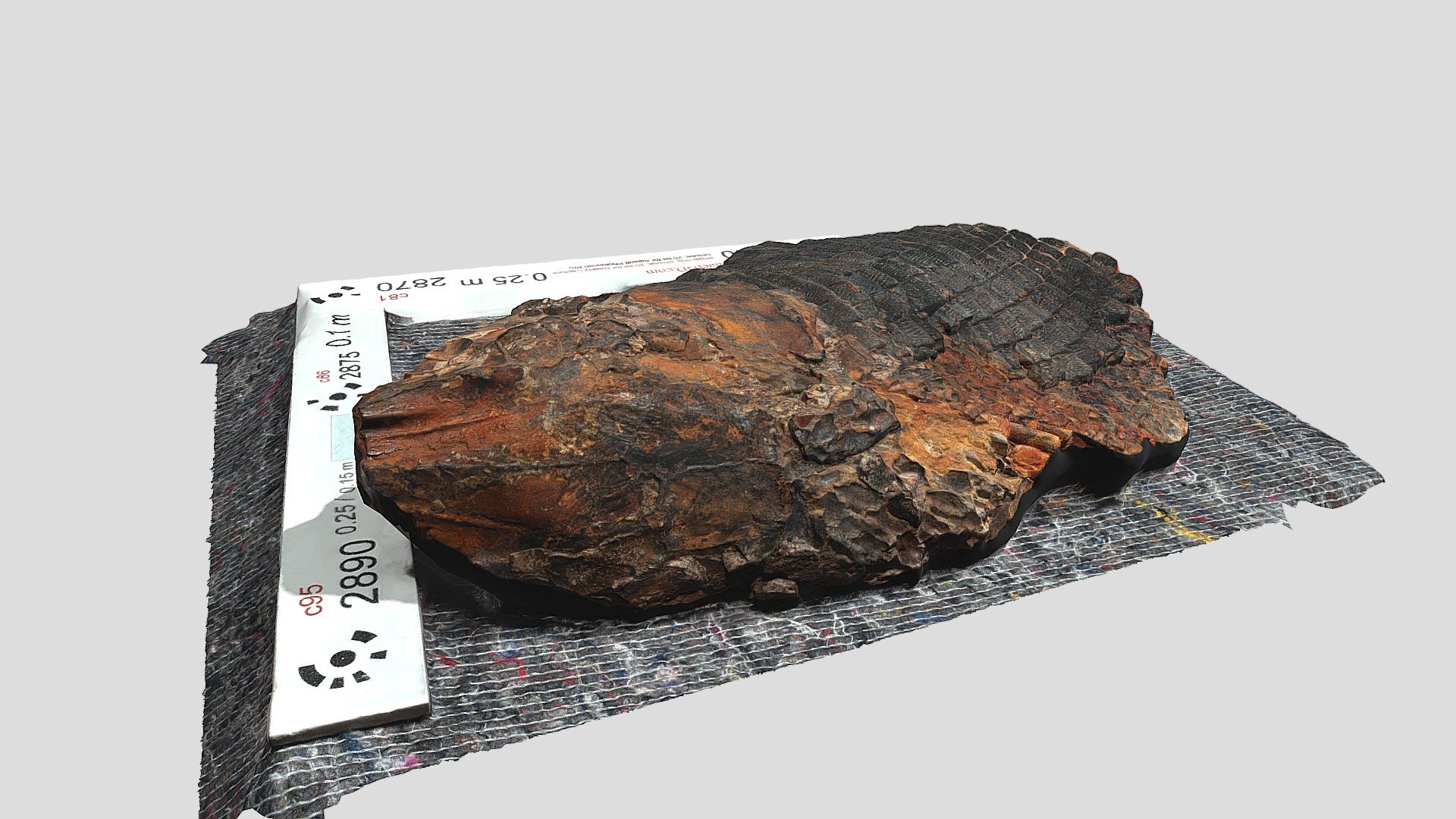 Fossil Fish - Hastings Museum - 3D model by Deep3D (@simonbrown ...