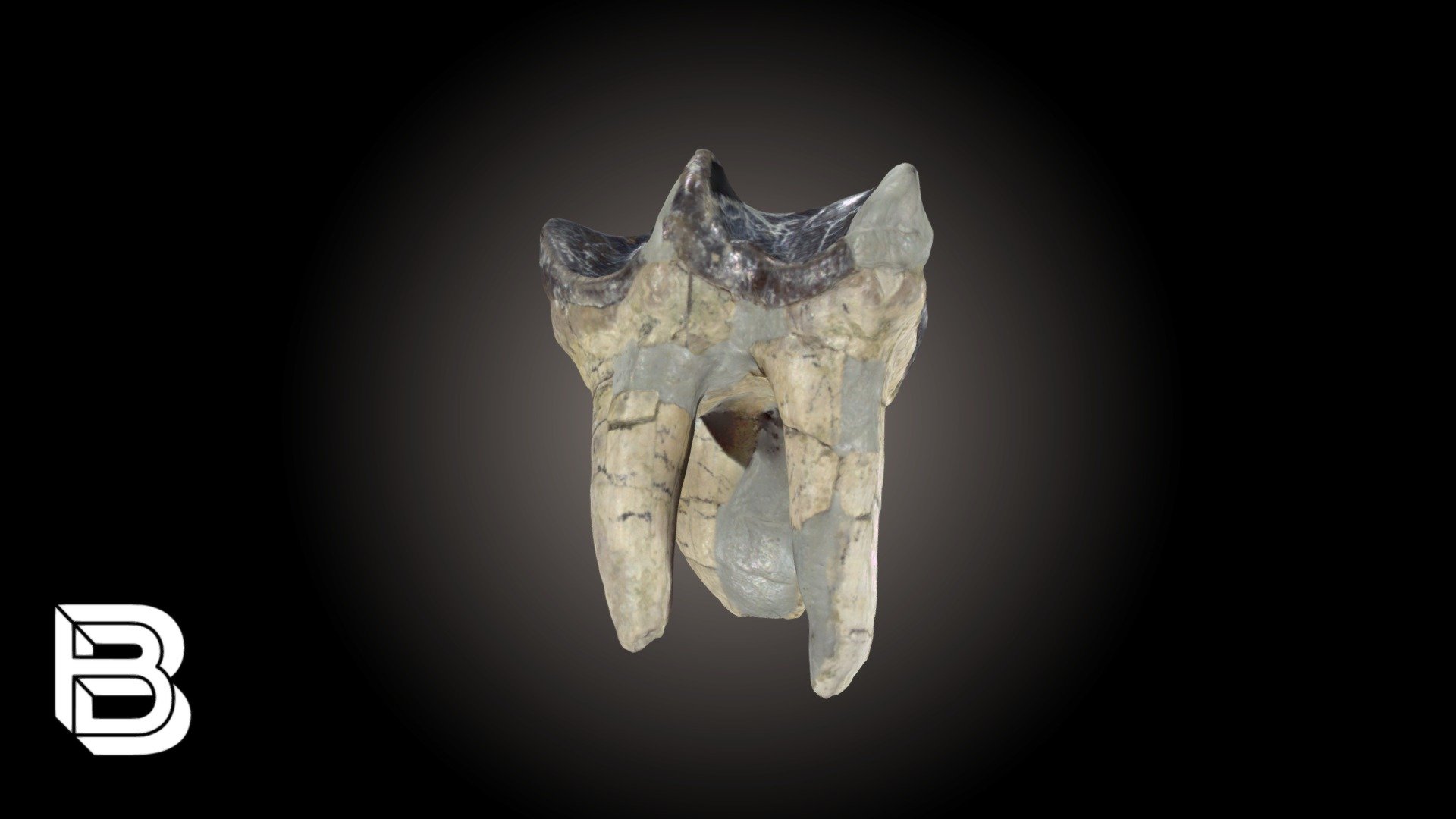 Brontothere Tooth Fossil - 3D model by The Bishop Museum of Science and ...