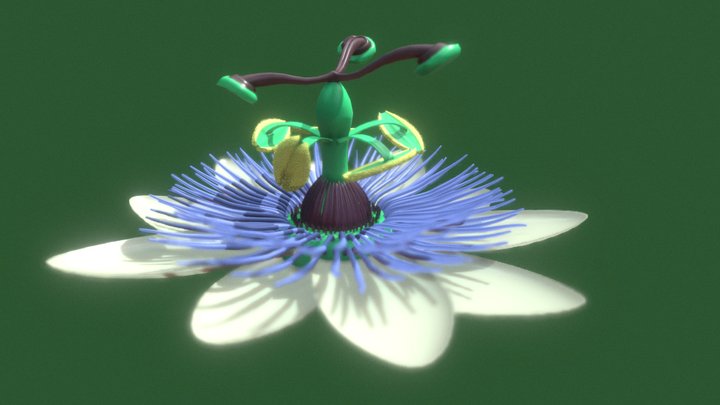 Stamen 3D models - Sketchfab