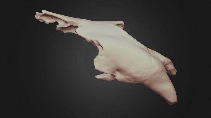 Maxilla 3D models - Sketchfab