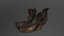 Sivapithecus indicus Mandible - 3D model by UCFanthropology [910d118 ...