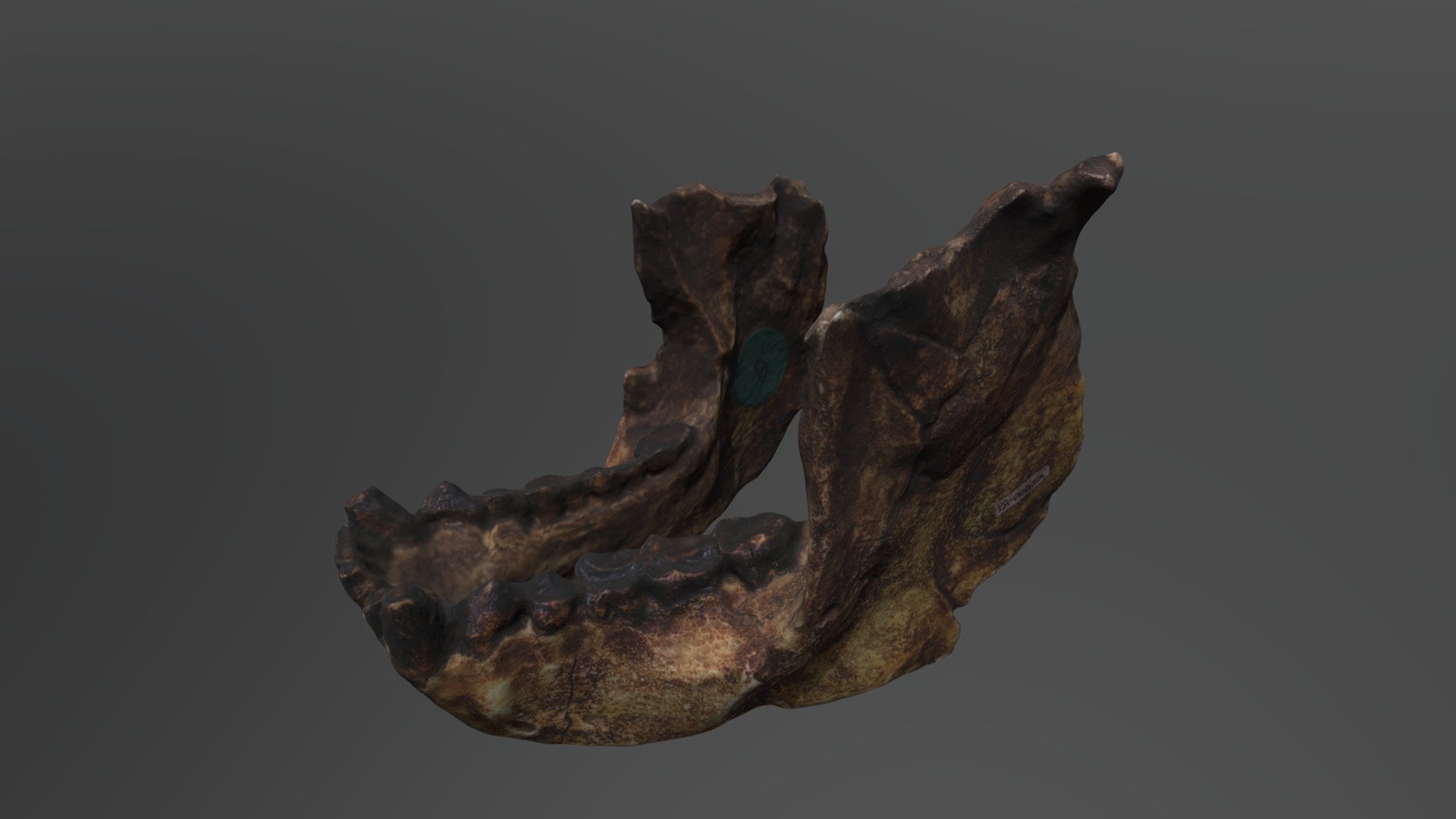Sivapithecus indicus Mandible - 3D model by UCFanthropology [910d118 ...