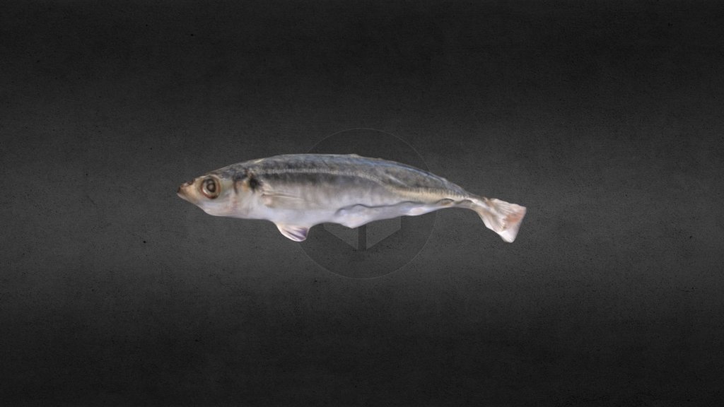Decapterus maruadsi - 3D model by MORG (@uuumajic) [9111f9b] - Sketchfab