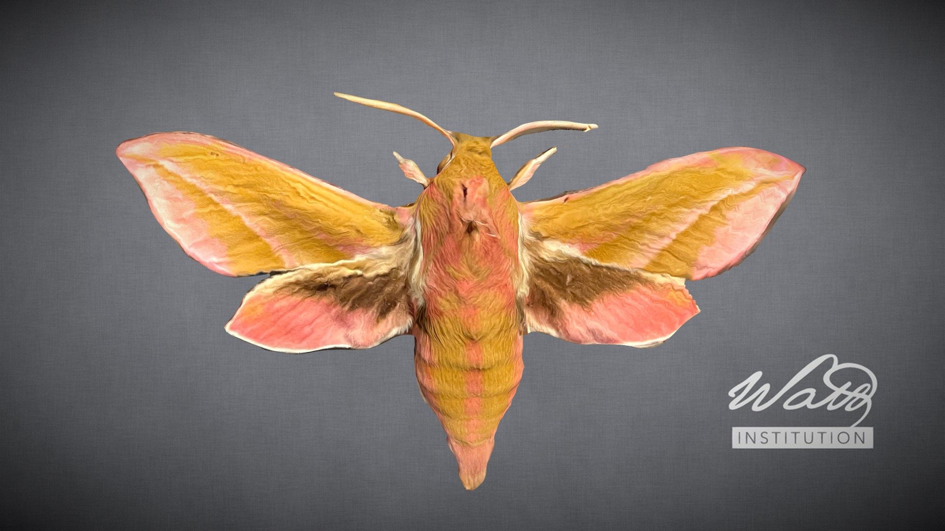 Elephant Hawkmoth - Download Free 3D model by The Watt Institution ...