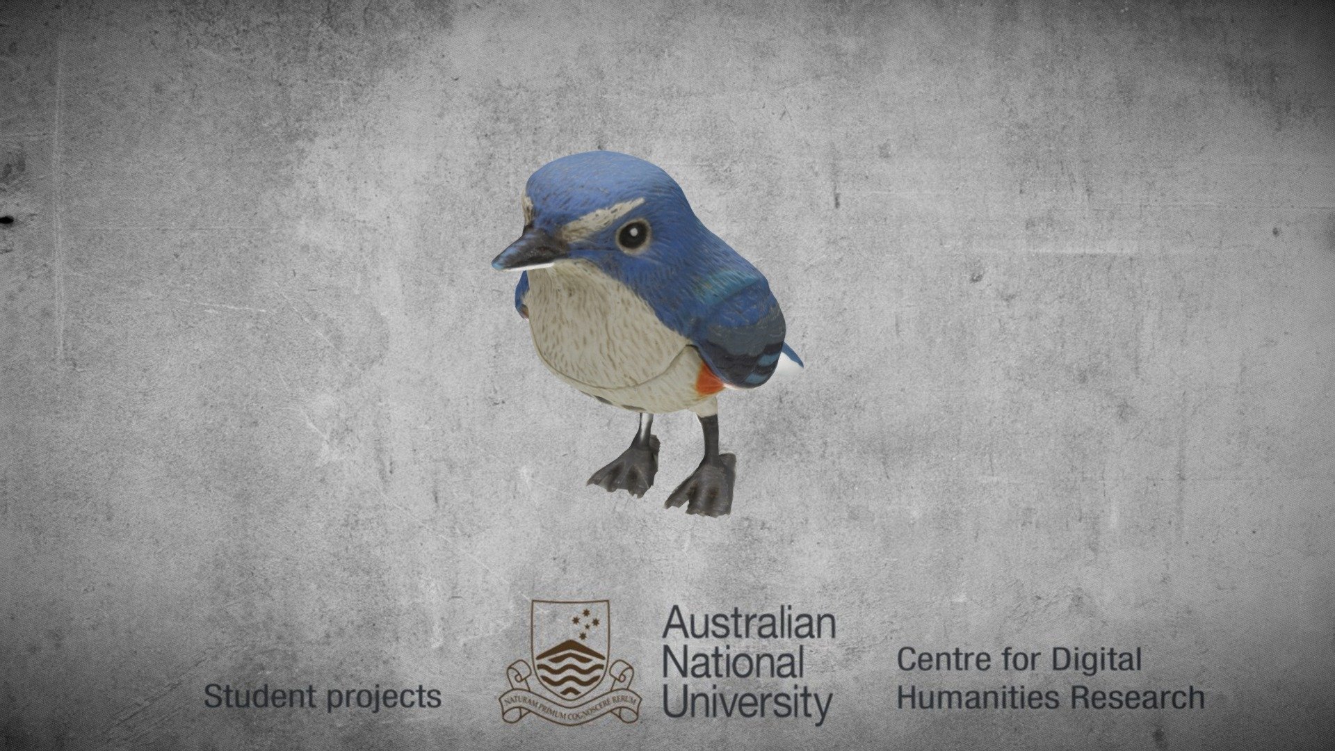 Bluebird - 3D model by Digital Humanities Research Network (@CDHR_ANU ...