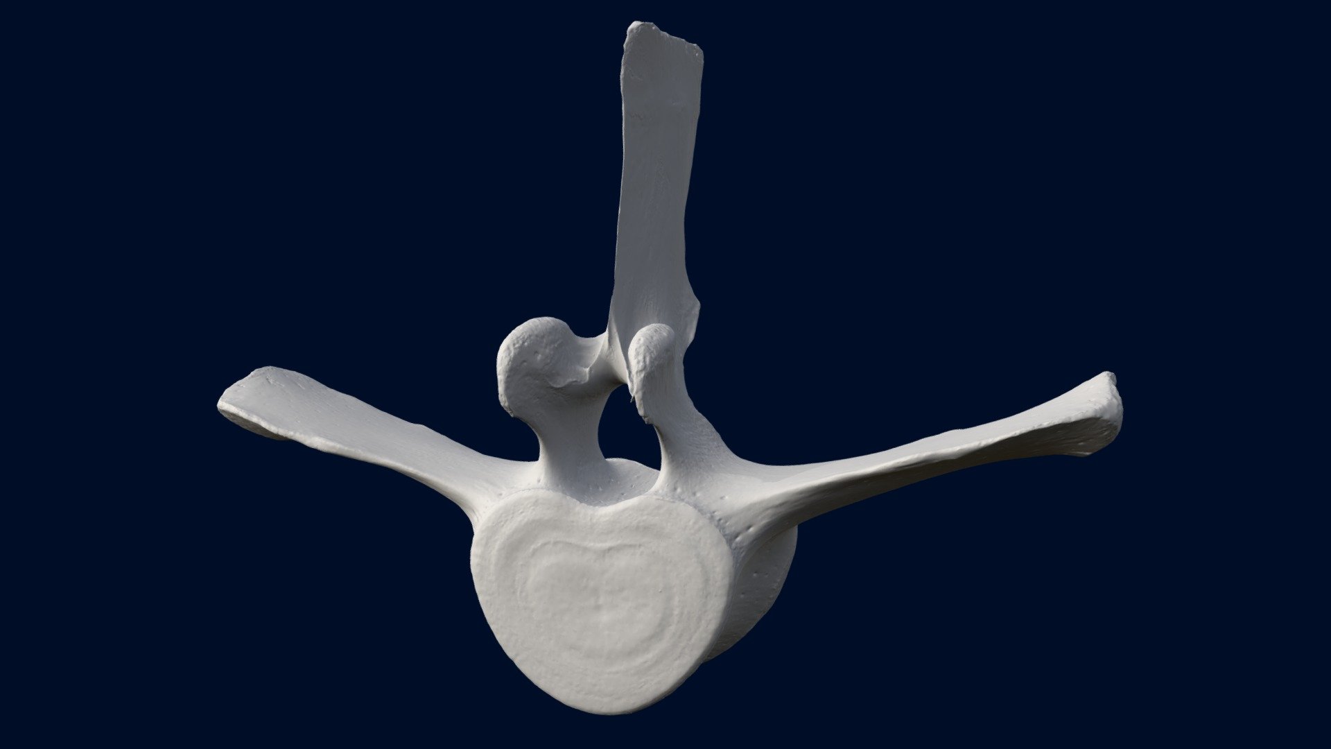 Thoracic Vertebrae 9 - 3D model by Idaho Virtualization Laboratory ...
