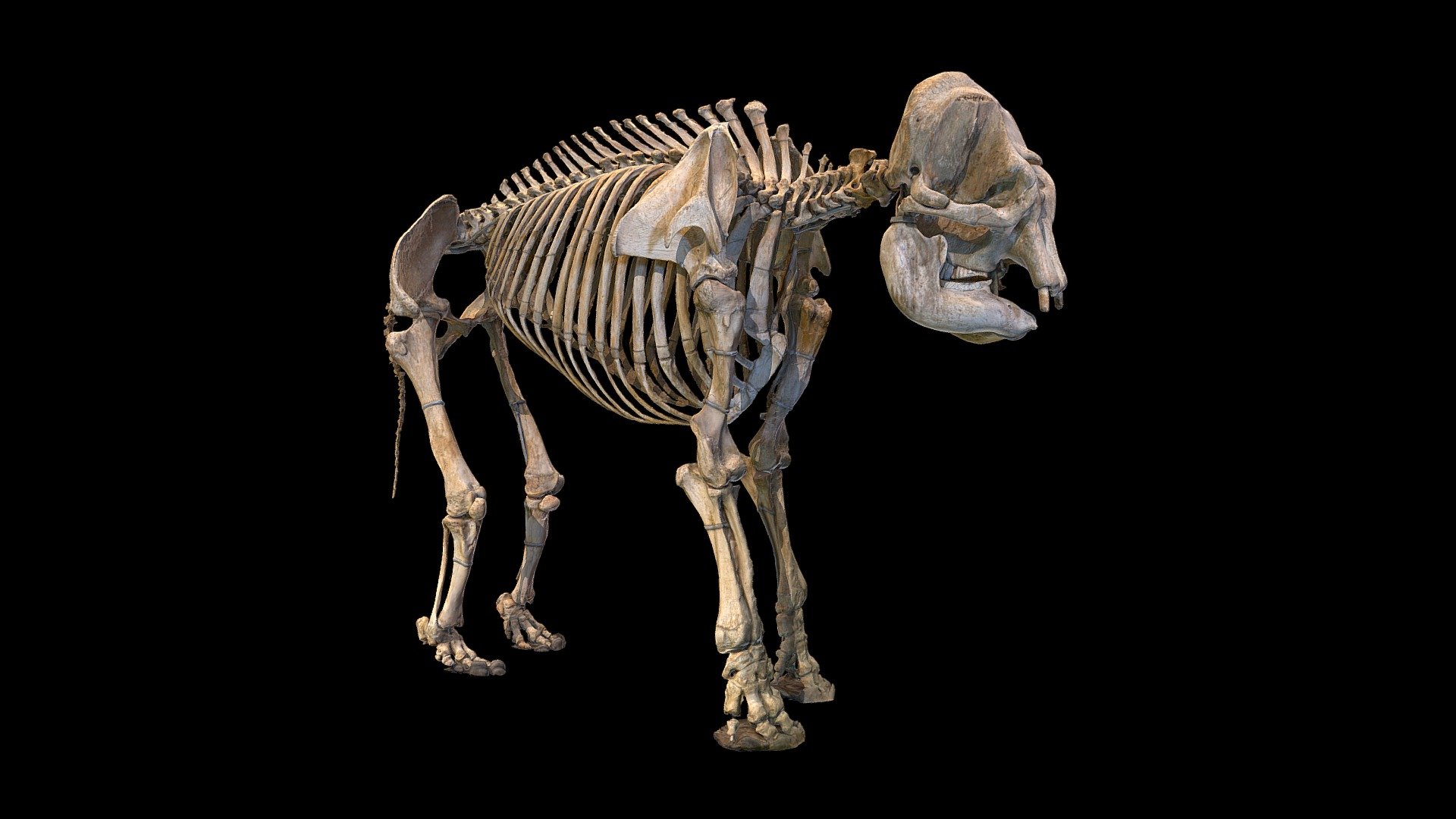 Elephant skeleton - Buy Royalty Free 3D model by LZCreation (@jmch ...