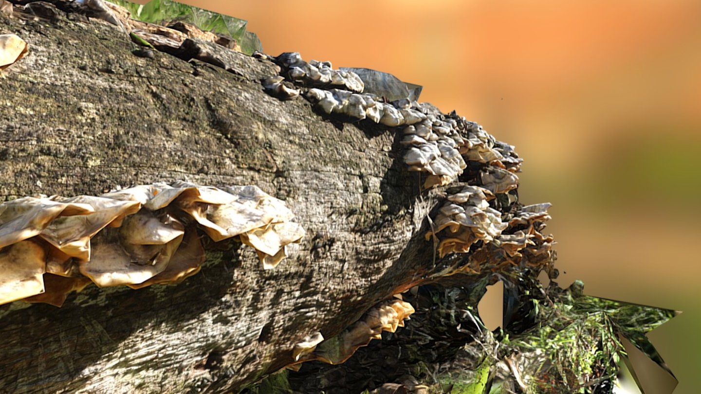 Shelf Fungi on Rotting Log - 3D model by John Toeppen (@toeppen ...