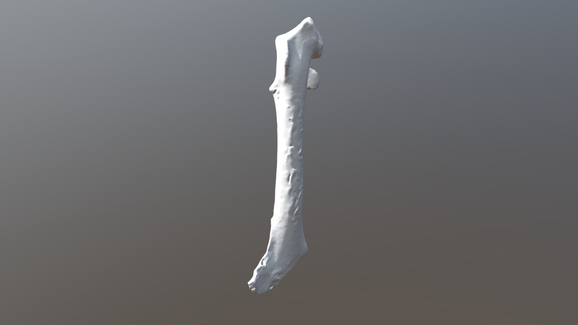Passenger Pigeon Right Coracoid (VCU_3D_791) - Download Free 3D model ...