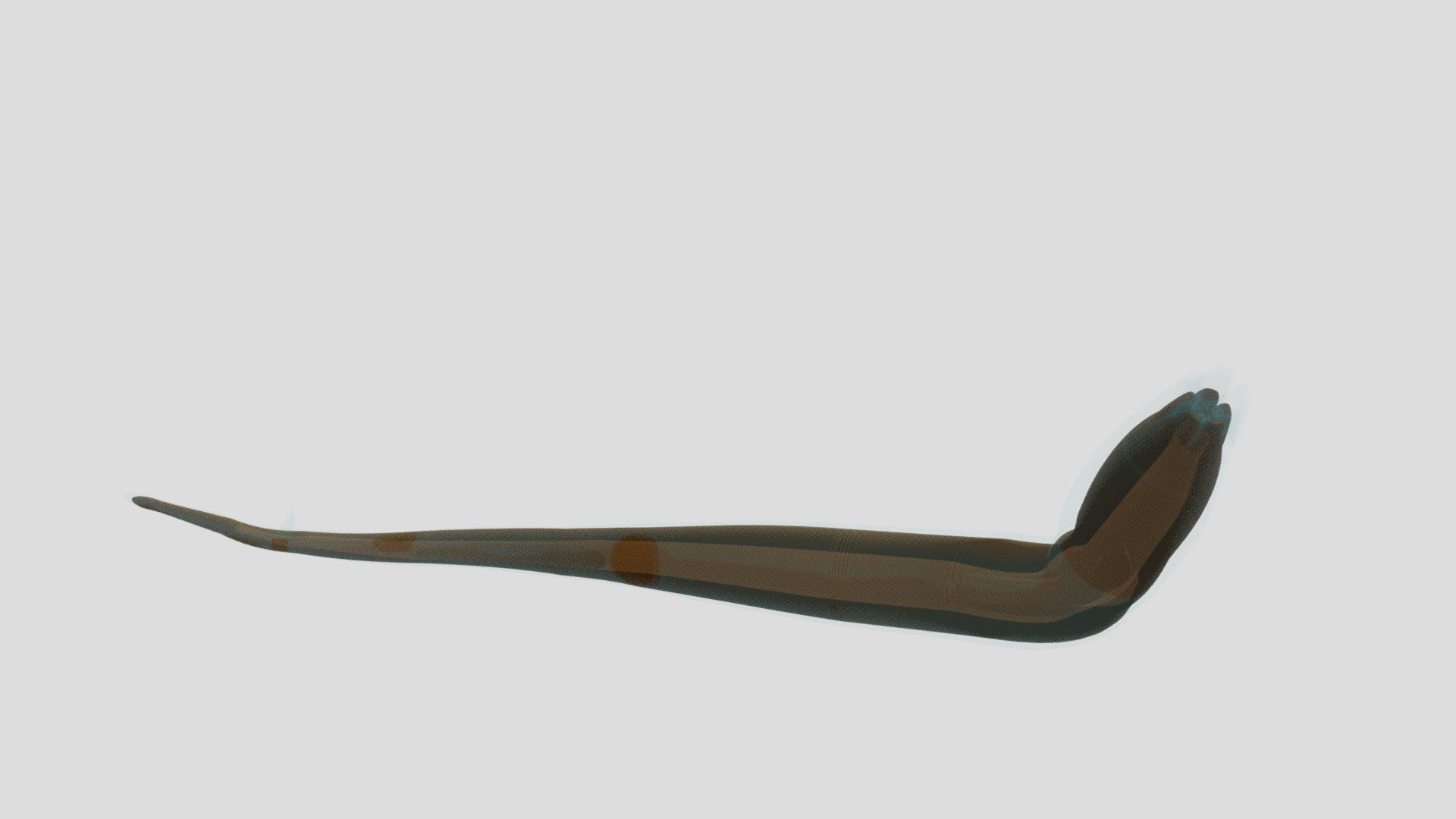 Strongyloides Helminth Parasite - Download Free 3D model by Med Ed ...