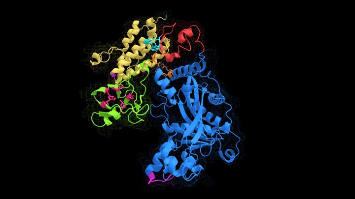 Enzyme 3D models - Sketchfab