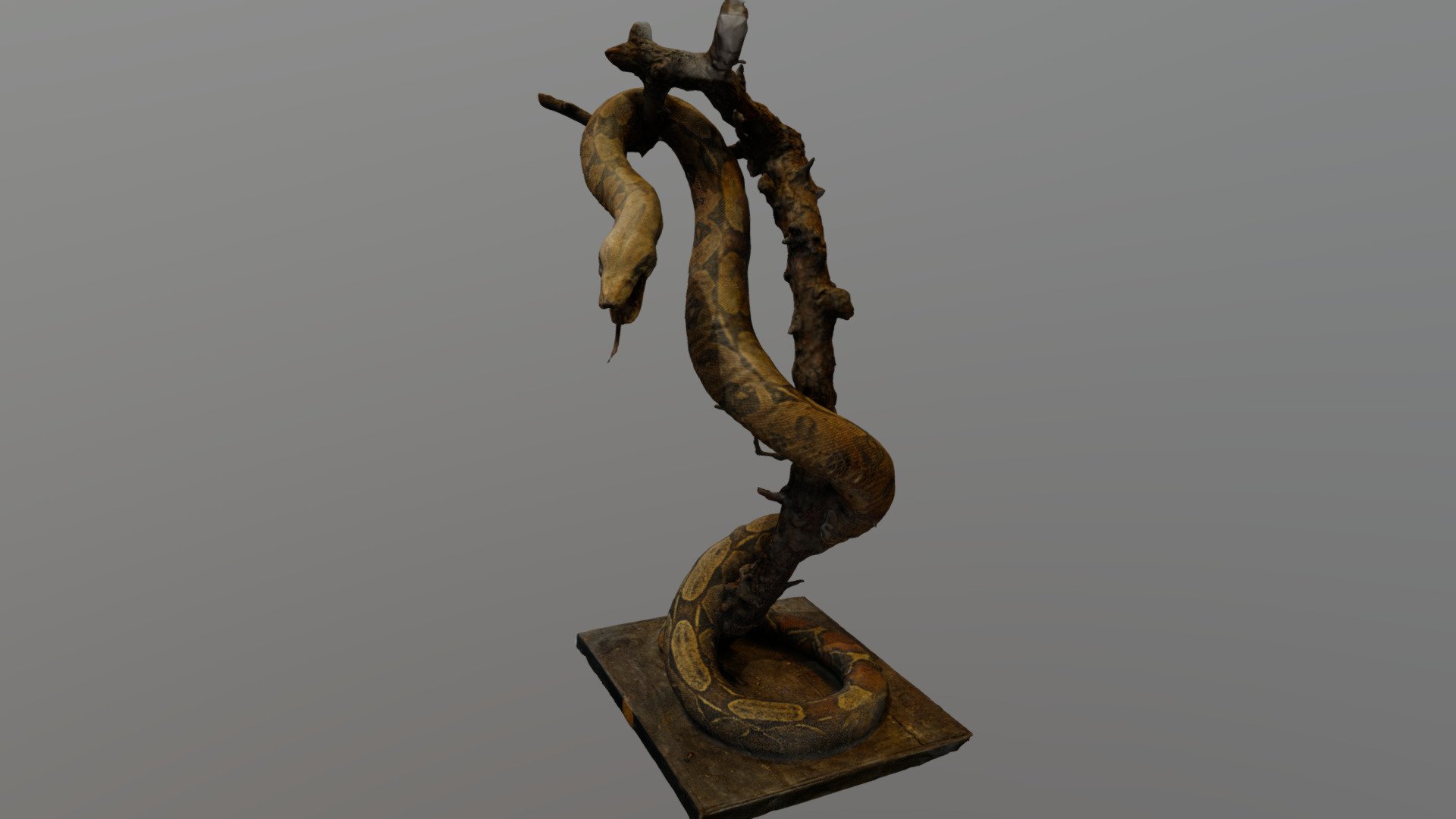 Python - Download Free 3D model by Tavernier Amaury (@svtavernier ...