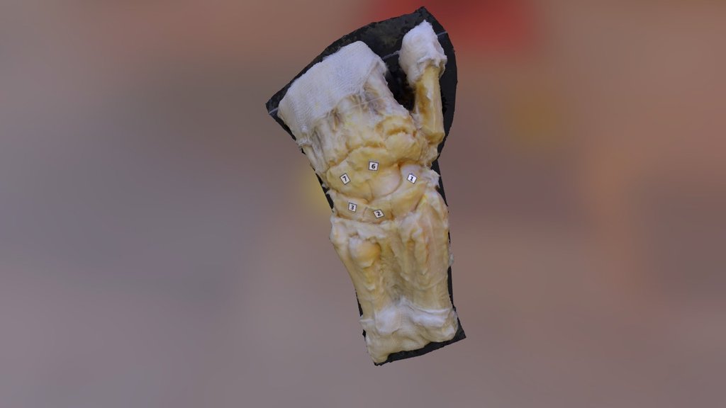wrist - 3D model by semenr12 [9138d33] - Sketchfab