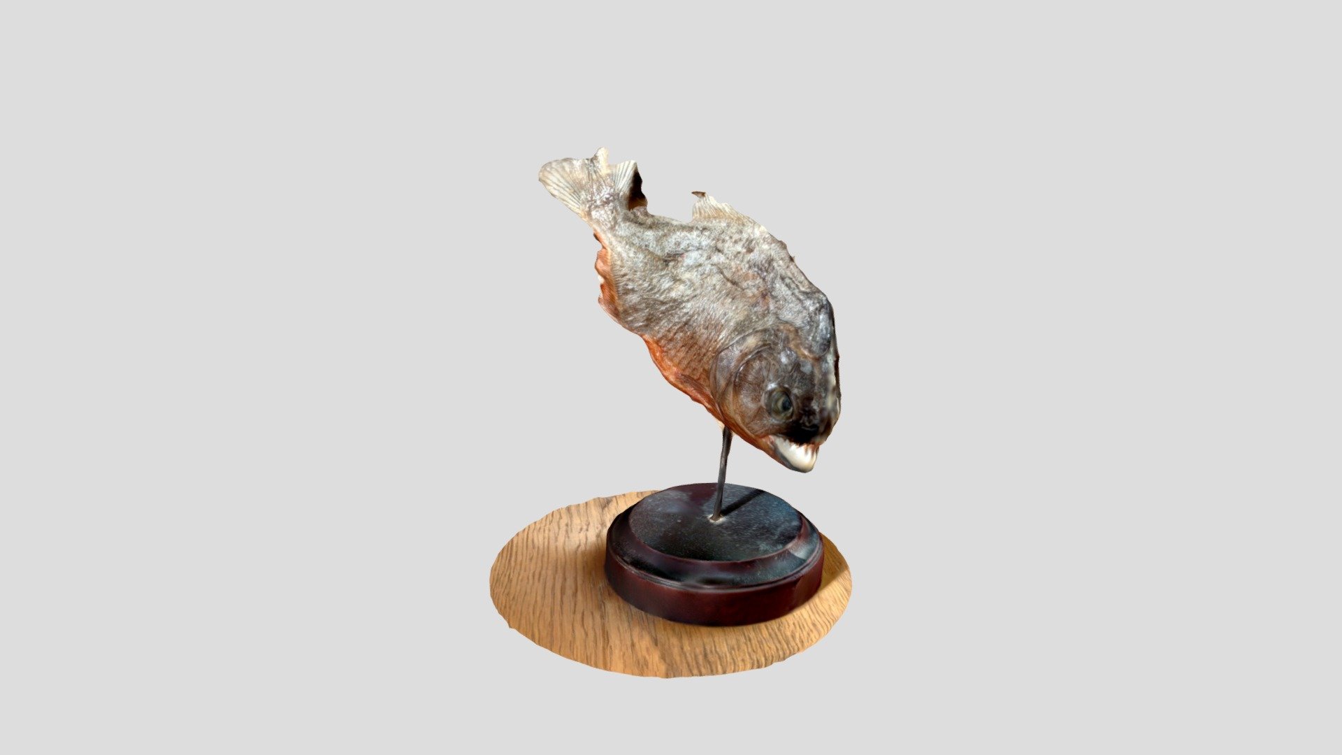 Red belly piranha - 3D model by Het_Bam-MM [913a4c1] - Sketchfab