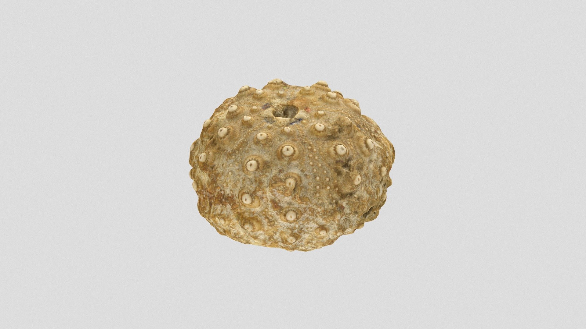 Hemicidaris - Download Free 3D model by Atlante virtuale 3D Geoscienze ...