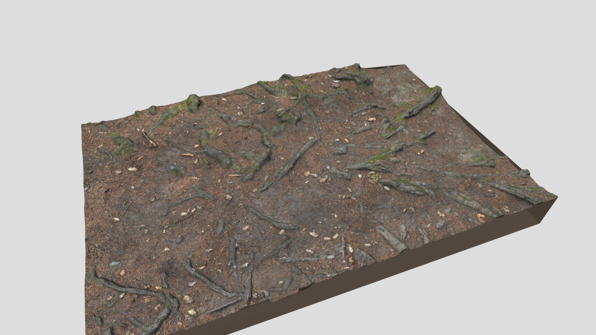 Forest Floor - Tree Roots - Buy Royalty Free 3D model by ...